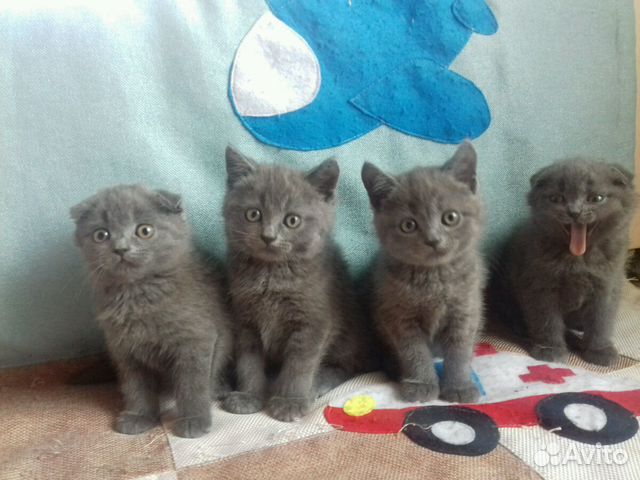 Котики и кошечка