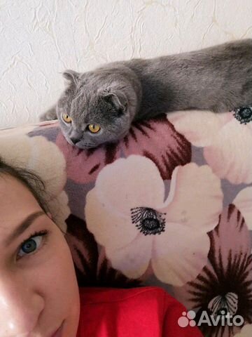 Кот, британец без паспорта