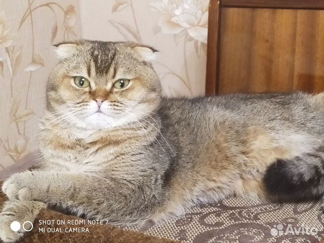 Титулованный кот