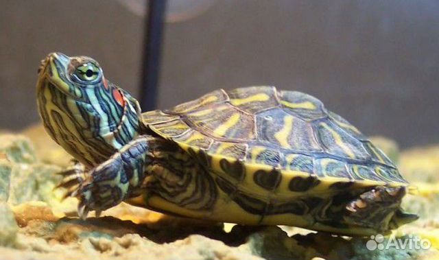 Отдам красноухих черепашек в добрые руки
