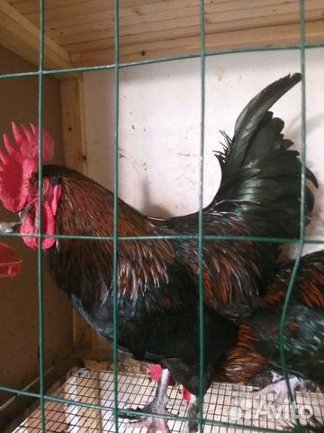 Петух маран