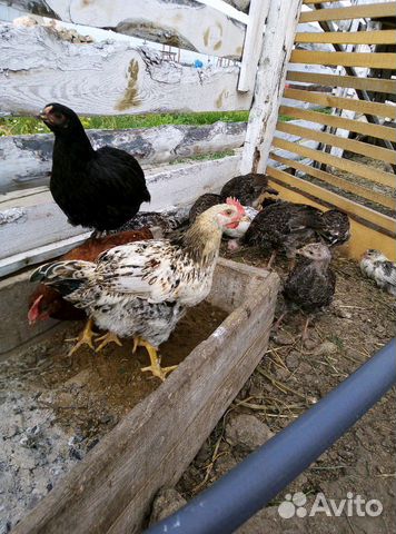 Молодые петушки