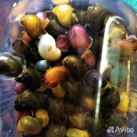 Ампуллярии 1 см жёлтые и синии