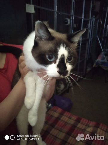 Молодой кот породы Сноу-Шу ищет дом