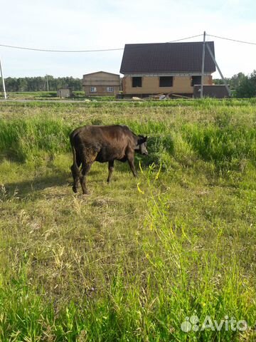 Продам первотелку и телочку