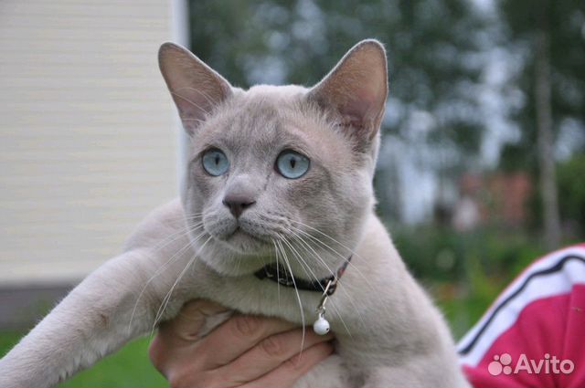 Котик Тонкинез ищет невесту