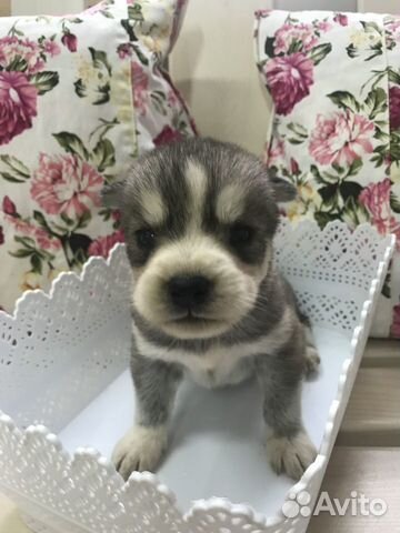 Щенки хаски 3 мальчика (черно-белый голубоглазый)