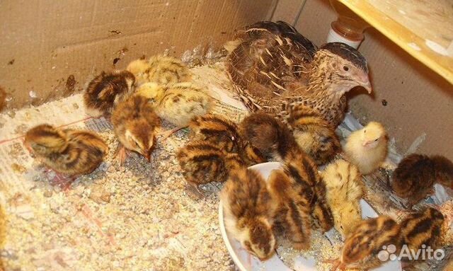 Продаю суточных перепелов