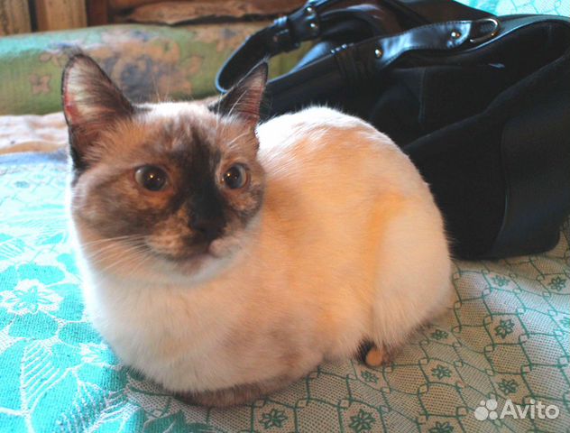 Маленькая кошечка 6 мес. тайской породы