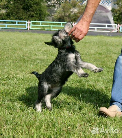 Щенок стандартного шнауцера