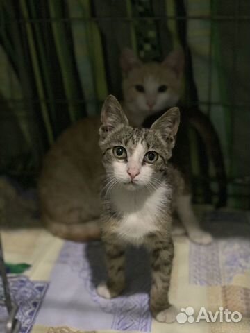 Кому чудо расчудесное