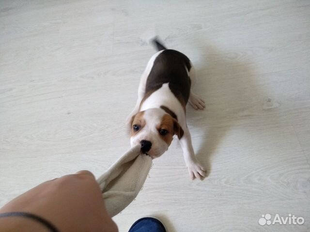 Продам щенка Американского Стафа