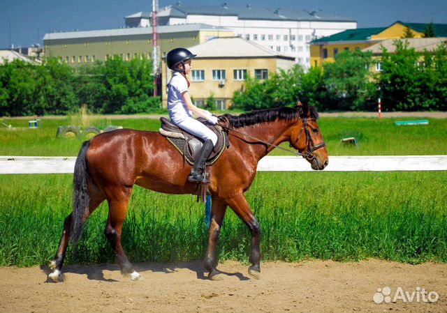 Спортивная кобыла 2015 г