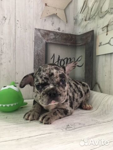 Французики редких окрасов