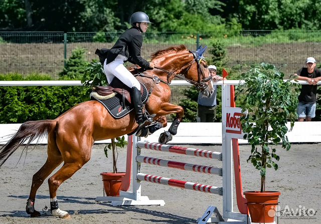 Ганноверская кобыла