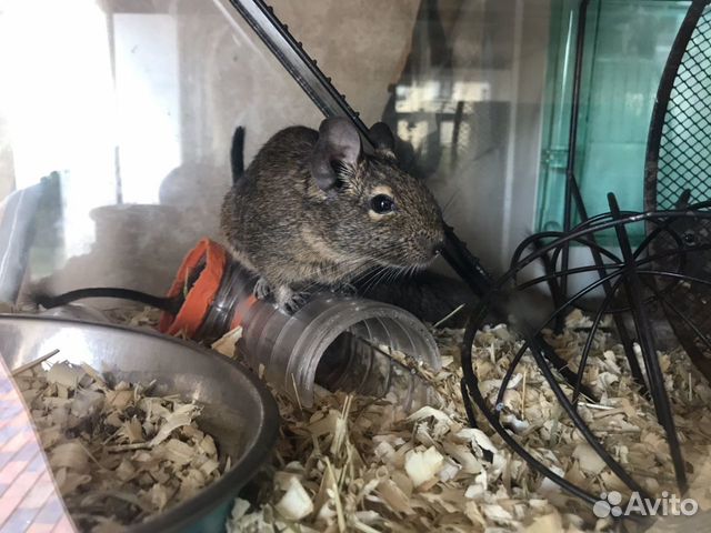Дегу чилийская белка 1,5 месяца