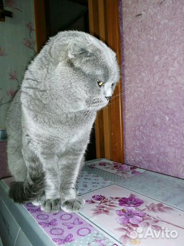 Британский вислоухий котик
