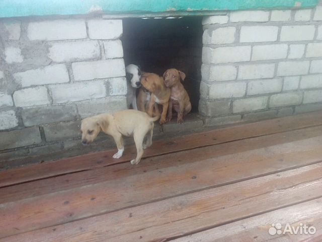 Питбуль