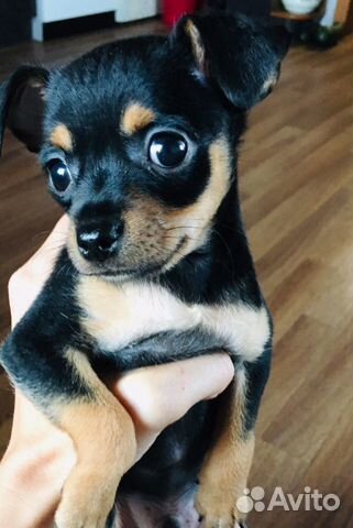 Щенок тойтерьера мальчик