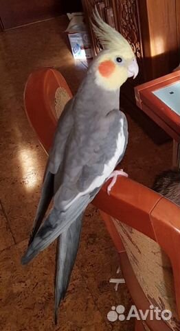 Попугай корелла