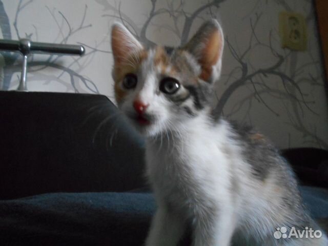 Котенок месячный трехцветный