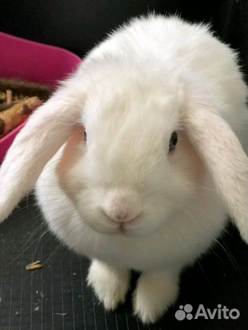 Белый кролик вислоухий с клеткой