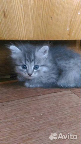 Очаровательные котята