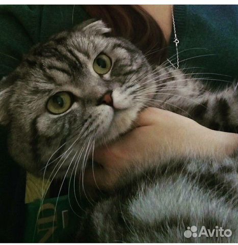 Шотландский вислоухий кот в добрые руки