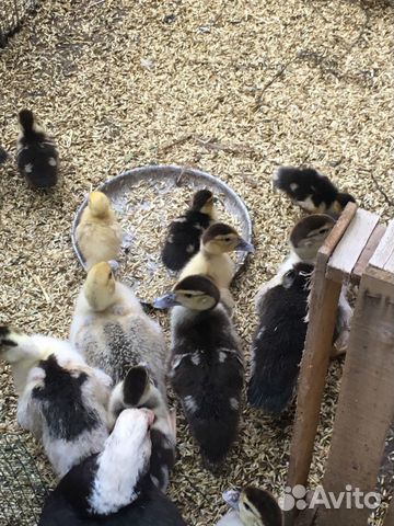 Утята шипуны