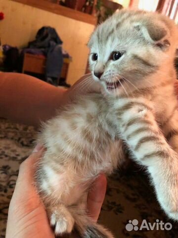 Кошечка британка вислоухая