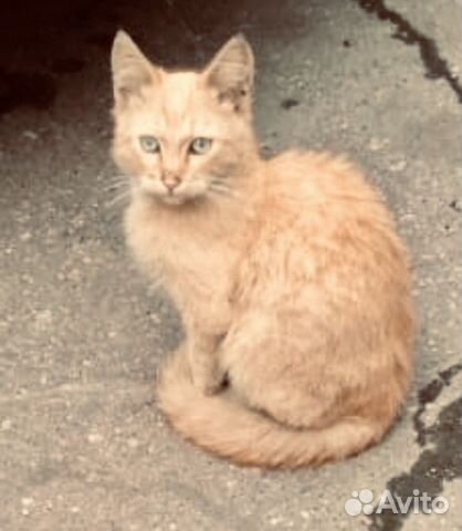 Отдам котика возраст 3-4 месяца