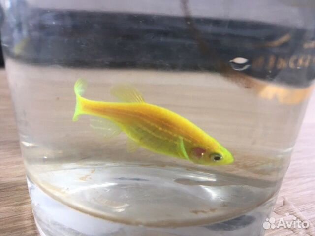 Две здоровые рыбки Данио