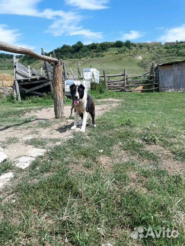 Азиат маладой В добрые руки