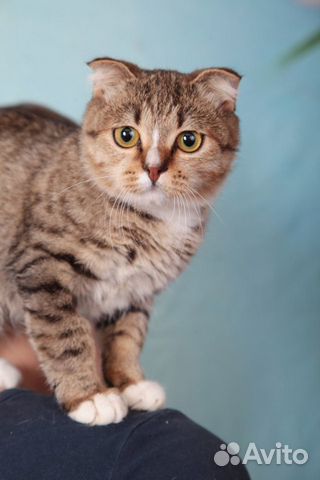 Похожая на вислоушку Тося отдается в хорошие руки