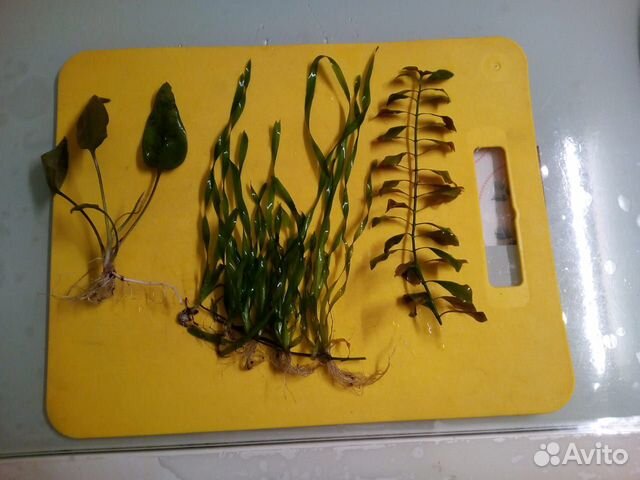 Аквариумные растения