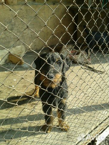 Продам ягдтерьеров - суку и кобеля, возраст 9 меся