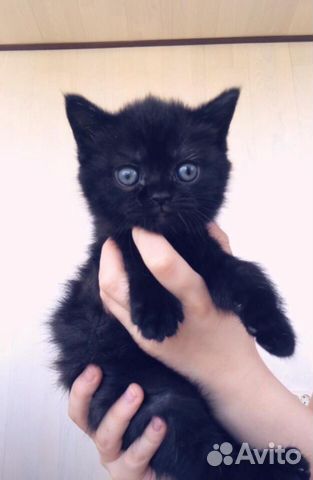 Отдаётся котёнок, шотландский вислоухий