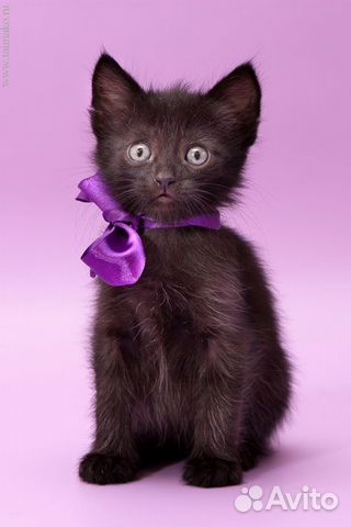 Черный котик-малыщ