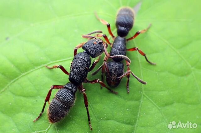 Муравьи Pachycondyla rufipes (пожарник)