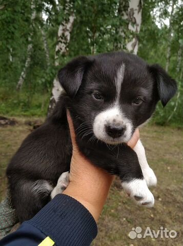 Щенок очень умной дворняги, девочка 1 мес