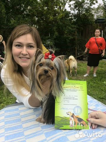 Четверо замечательных щенка ждут своих родителей