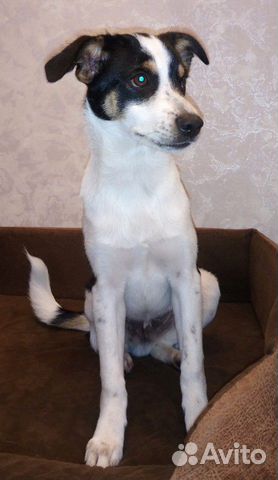 Щенок Круз ищет родителей