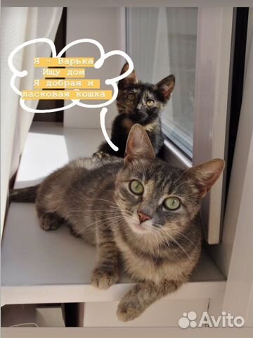 Кошечка Варя ищет дом