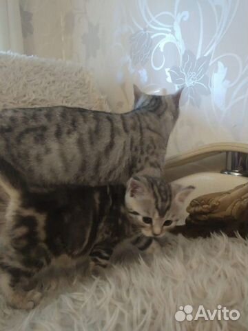 Продам очаровательных бриташек