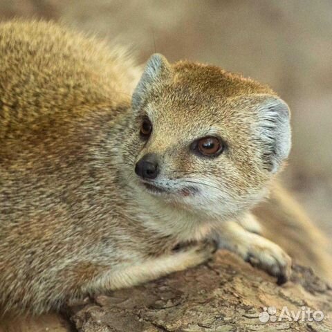 Мангуст жёлтый и полосатый самки из разведения
