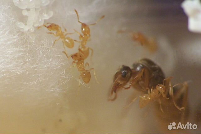 Lasius flavus жёлтый садовый муравей