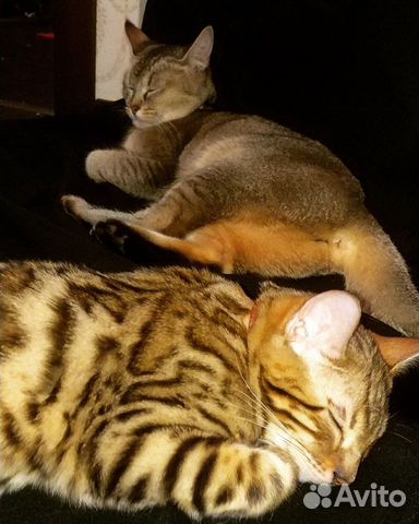 Котята метиссы