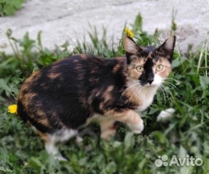 Кошка в добрые и ответственные руки