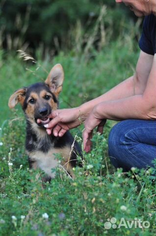 Щенки в дом