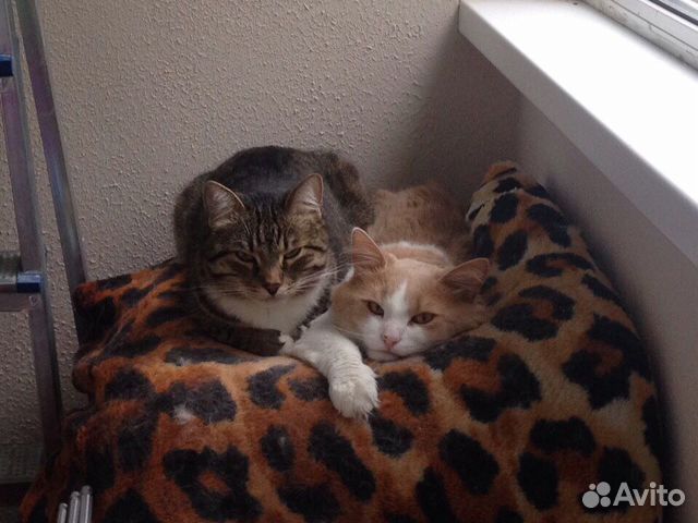 Отдам котиков в добрые руки